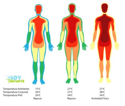 Diagrama termorregulacion Corporal - Soy Deporte